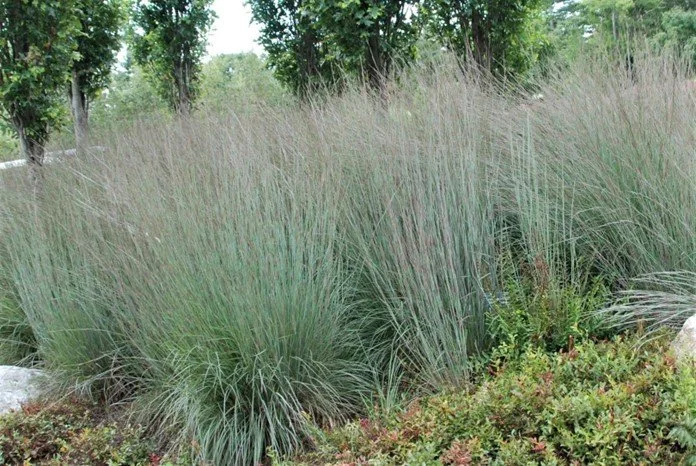 Plant of the Month September 2022: Little Bluestem — Northern Neck ...