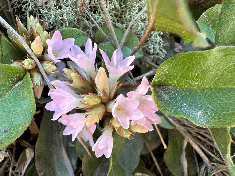 Plant of the Month March 2024: Trailing Arbutus — Northern Neck Native ...
