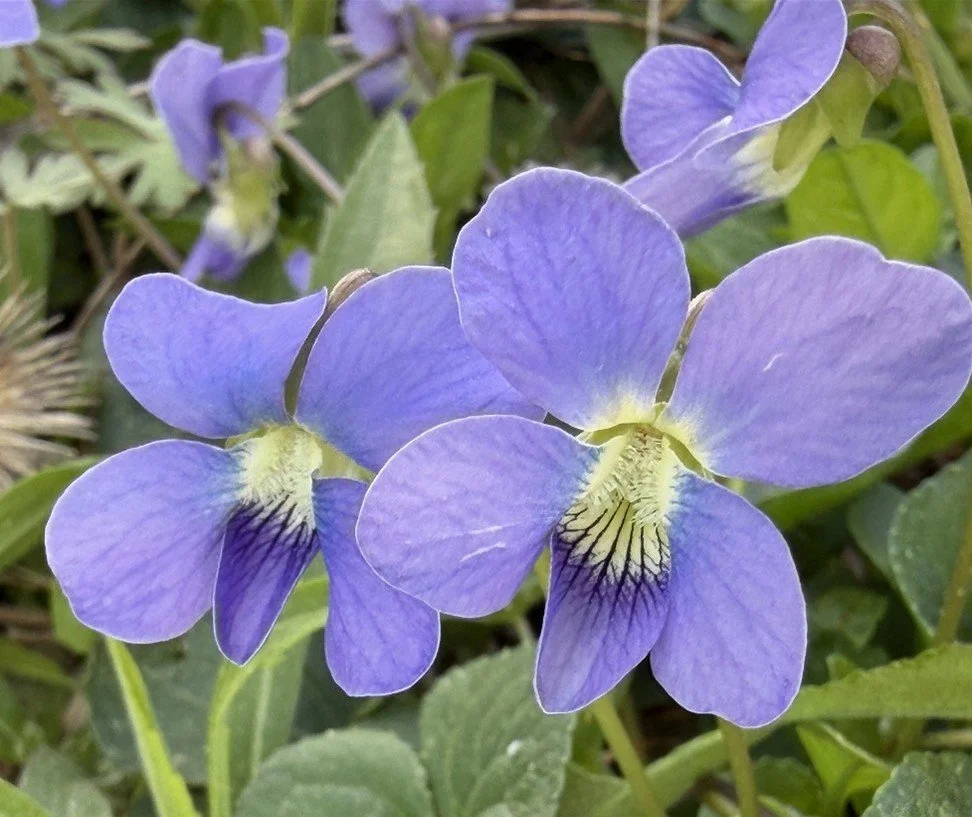 Plant of the Month April 2026: Common Blue Violet — Northern Neck ...