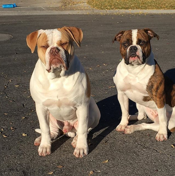 American Bulldog Vs Boxer Whats The Difference