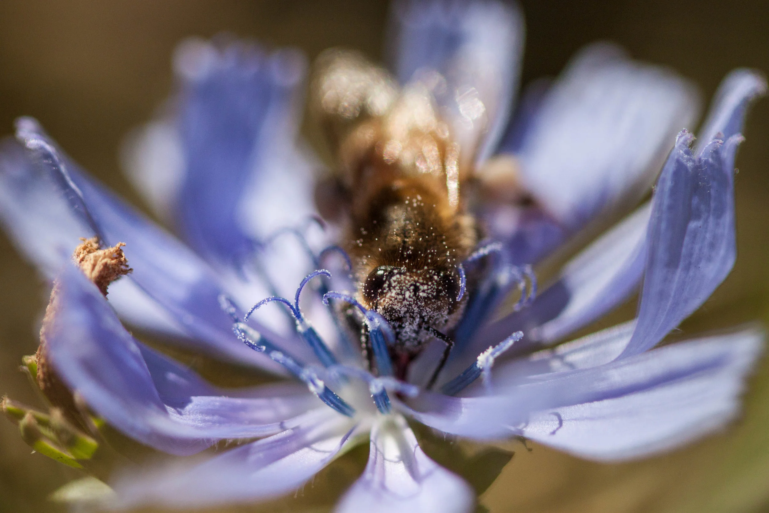 Frequently Asked Questions — OREGON BEE PROJECT