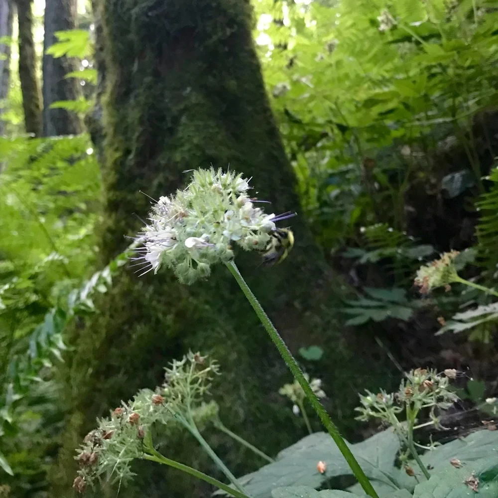 Foresters — OREGON BEE PROJECT