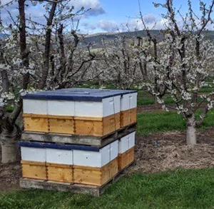 Beekeeping — OREGON BEE PROJECT