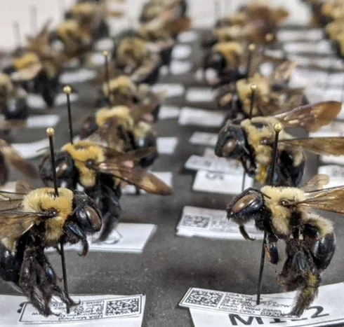 Bees — OREGON BEE PROJECT