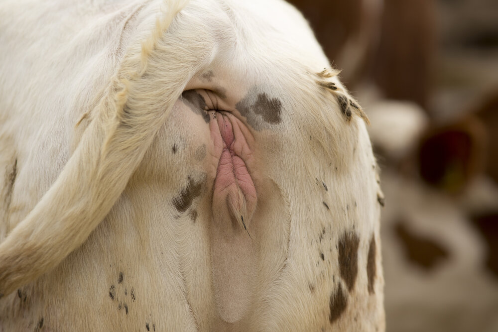 Cattle — Two Rivers Veterinary Practice
