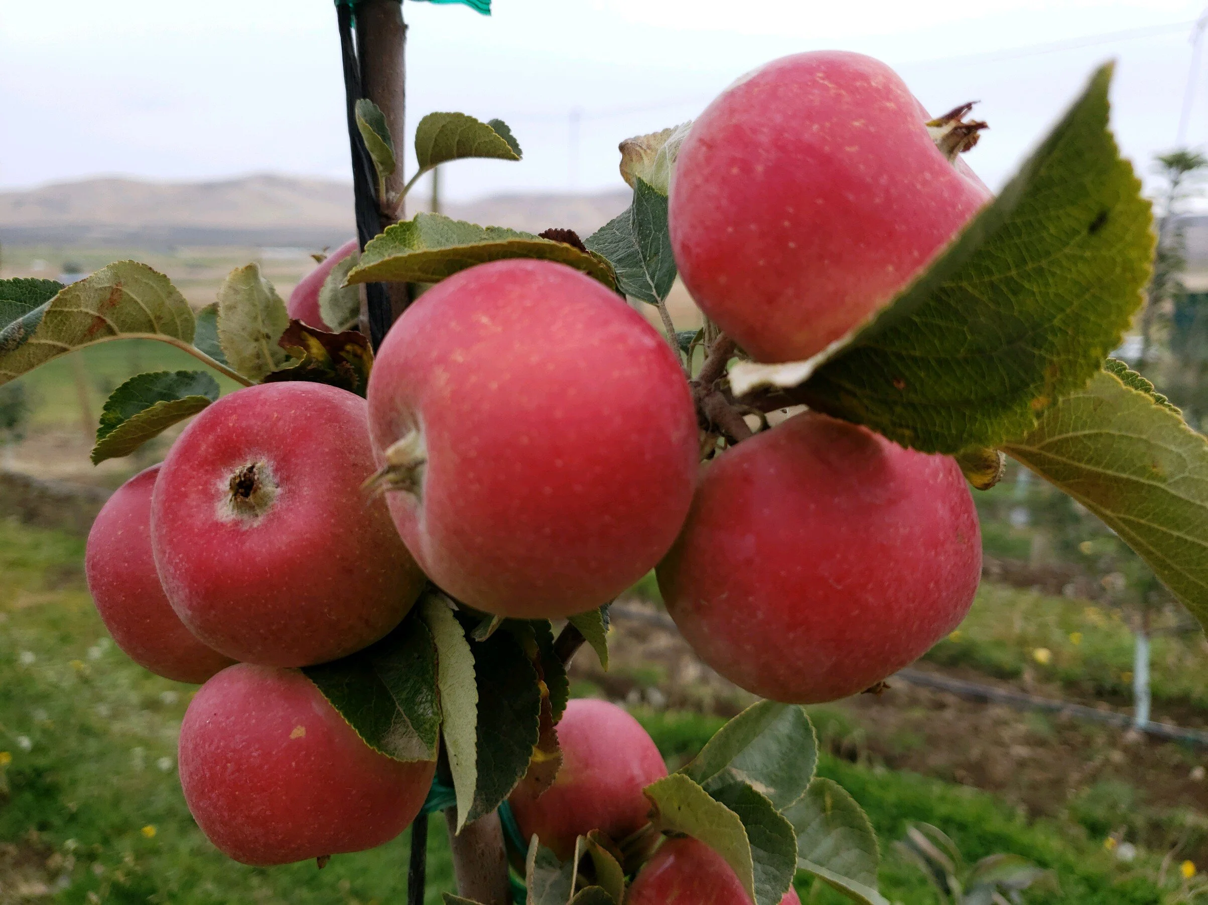 Wheel Line Cider