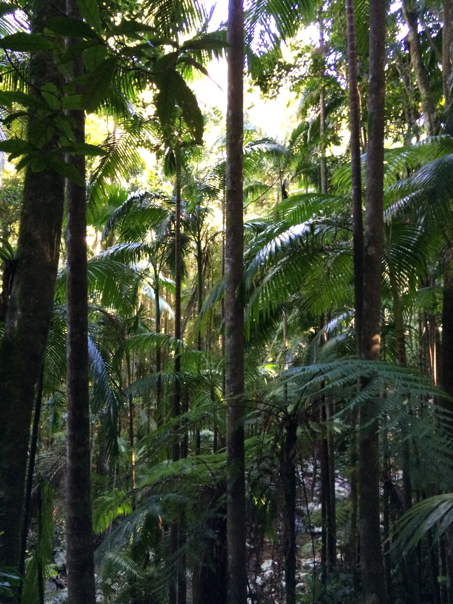 Tree Profiles — Subtropical Farm Forestry Association