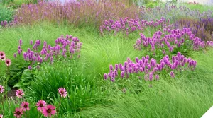 Building a BETTER Grass Garden — ANNOTATIONS: Plants, Ideas, Knowledge