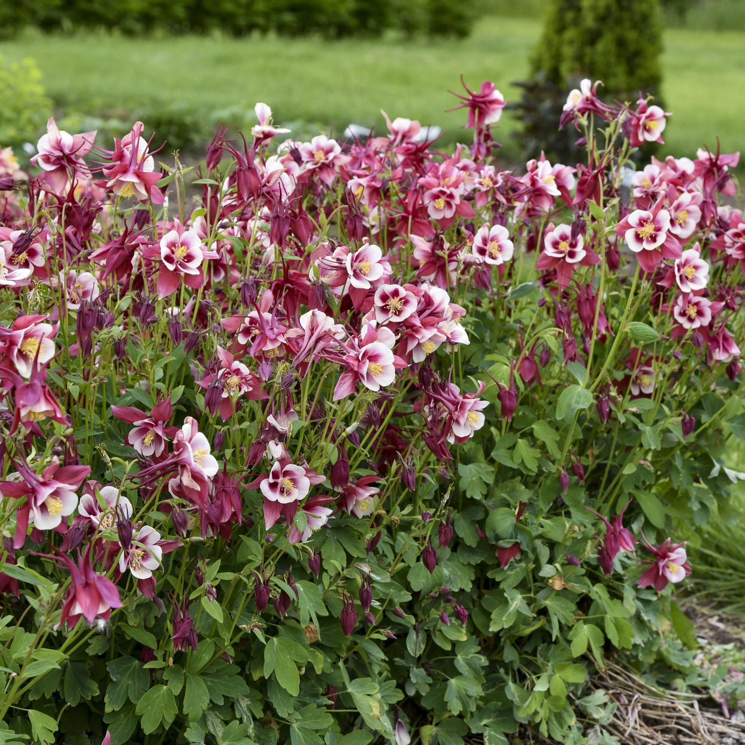 Midwest Groundcovers - One of the wholesale nurseries I wish I could ...