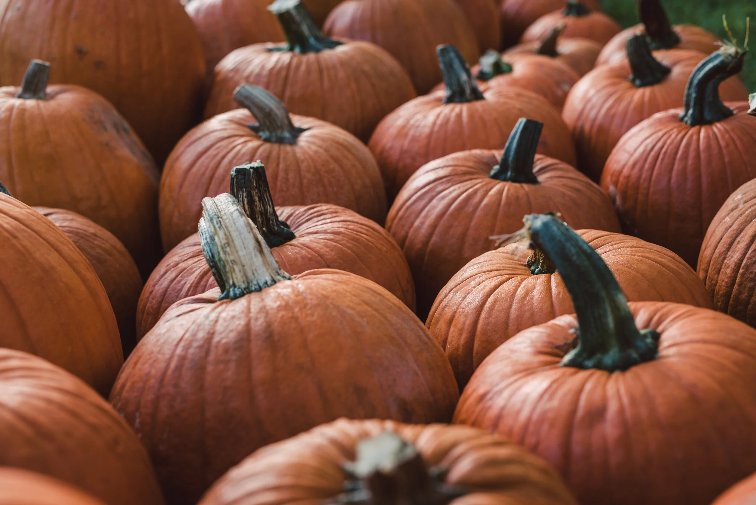 Pumpkin Patch — Good Shepherd