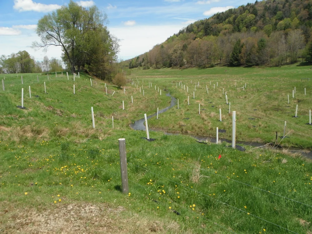 Riparian Forest Buffers — Otsego County Soil and Water Conservation ...