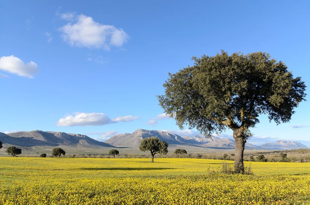 Parques Naturales en Andalucía | Sitios de España