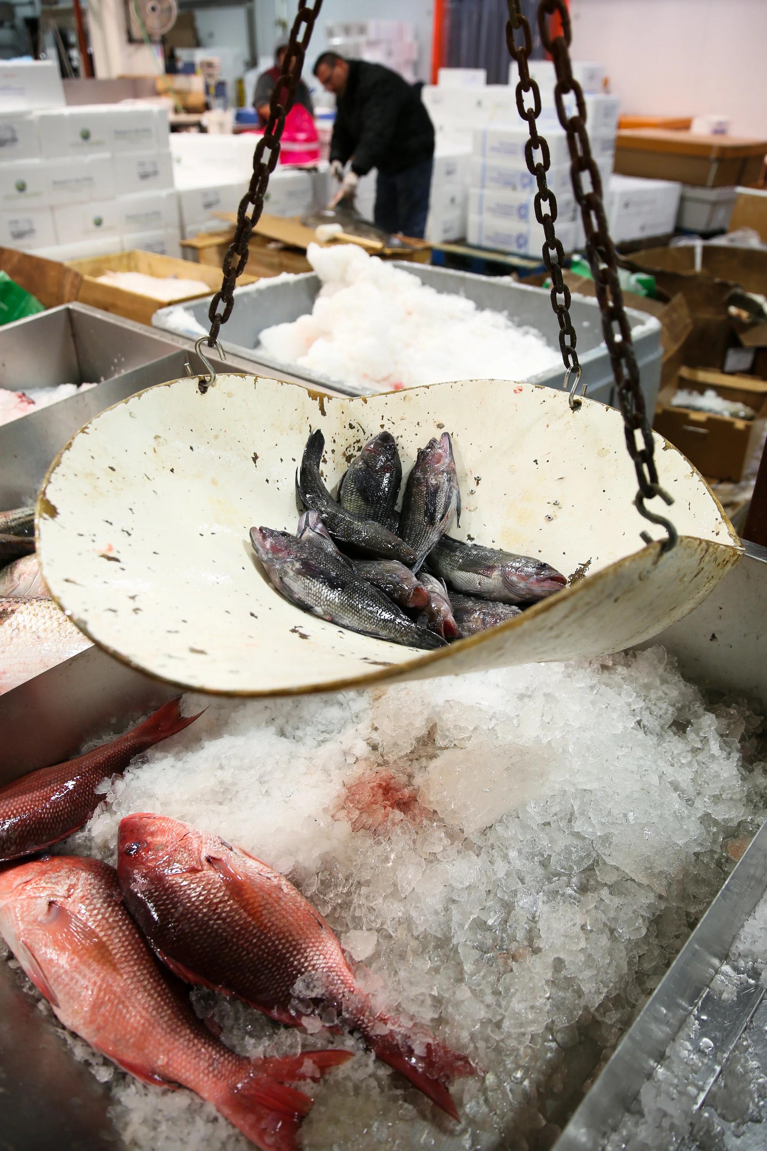 Products — Blue Ribbon Fish