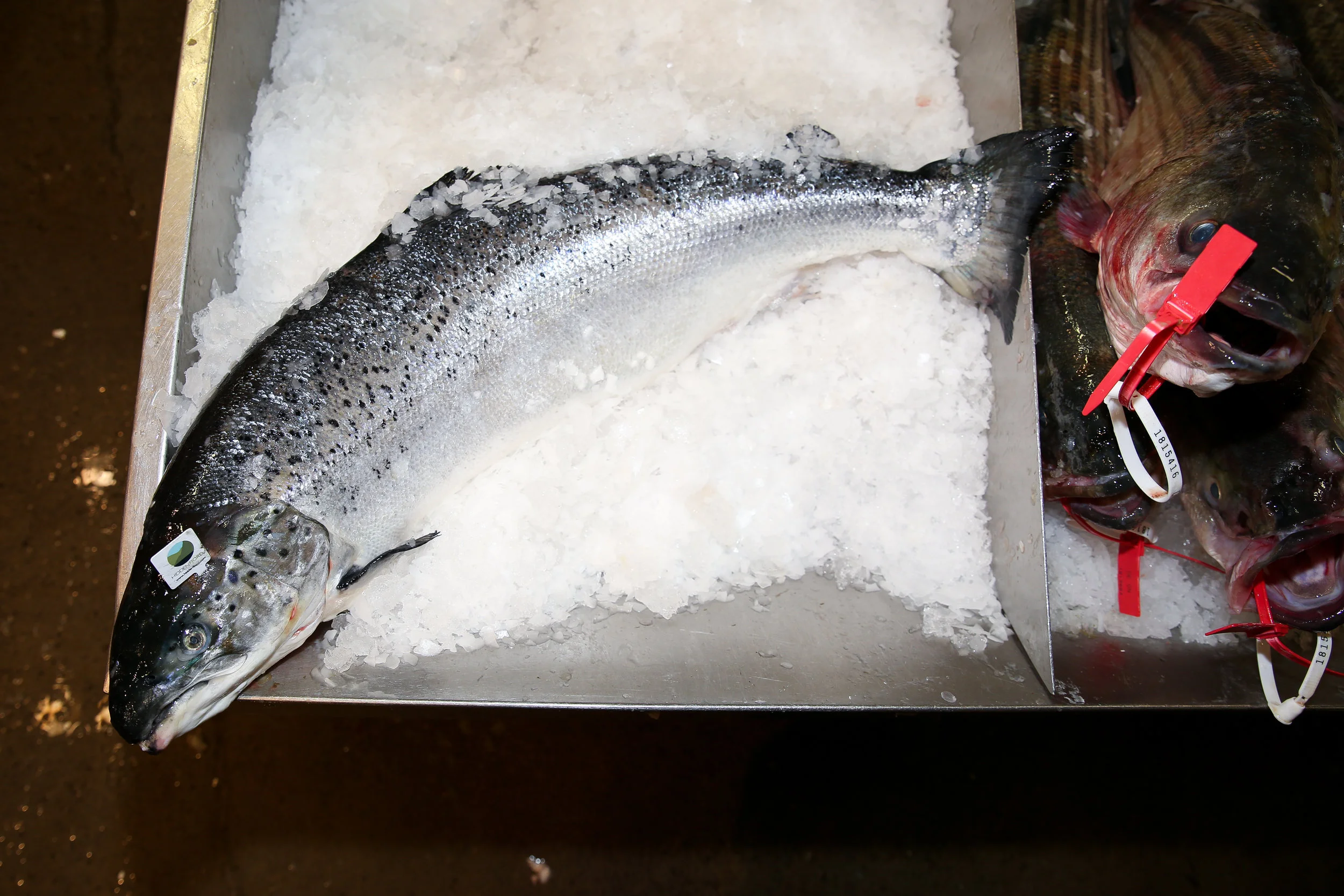 Products — Blue Ribbon Fish