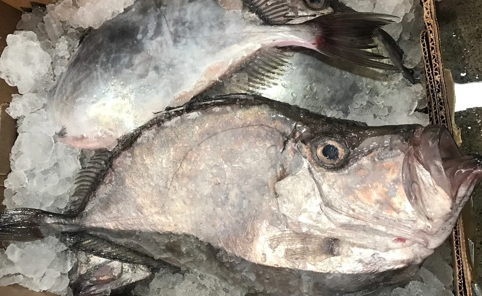 Products — Blue Ribbon Fish