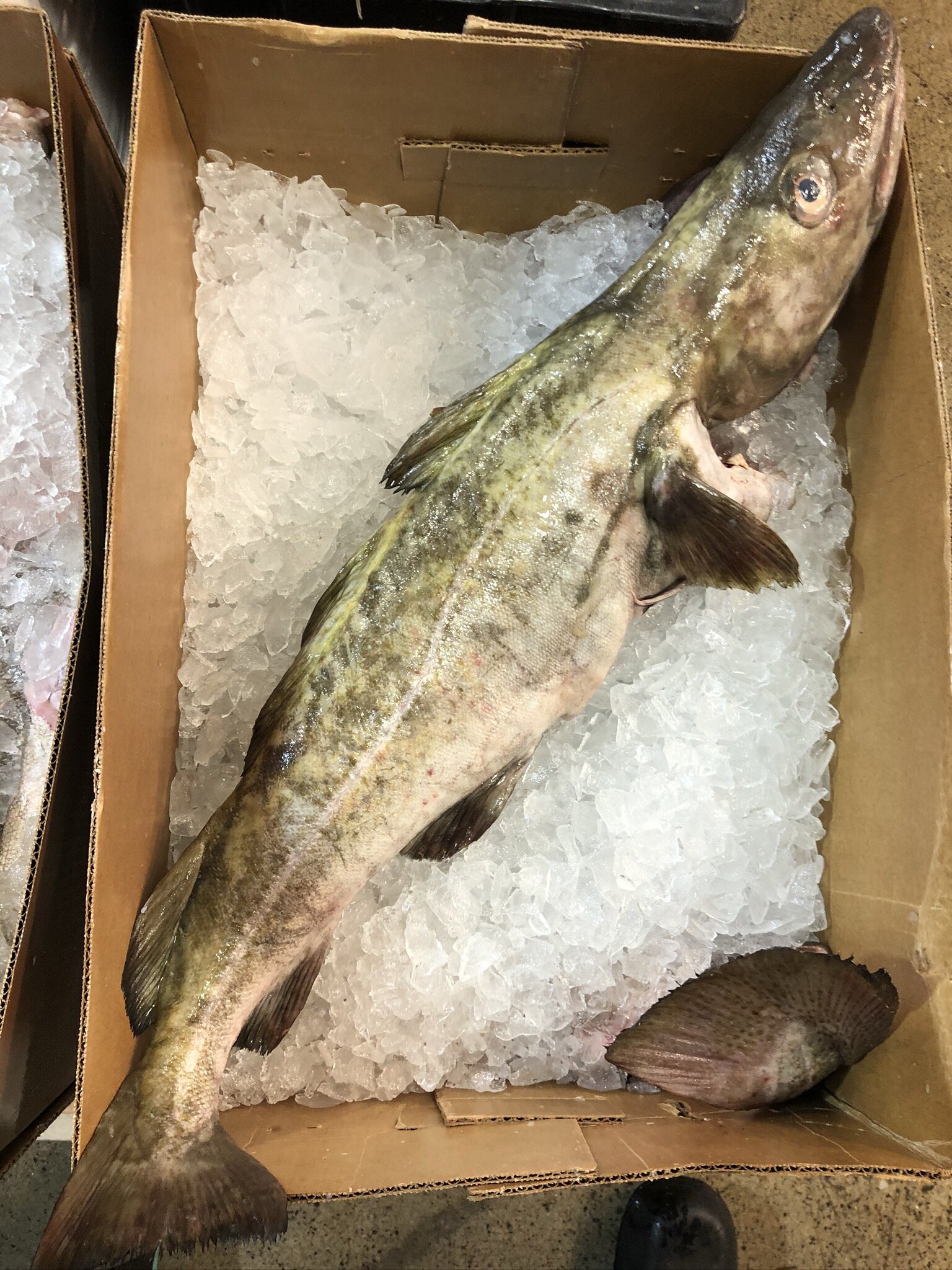 Blue Ribbon Fish