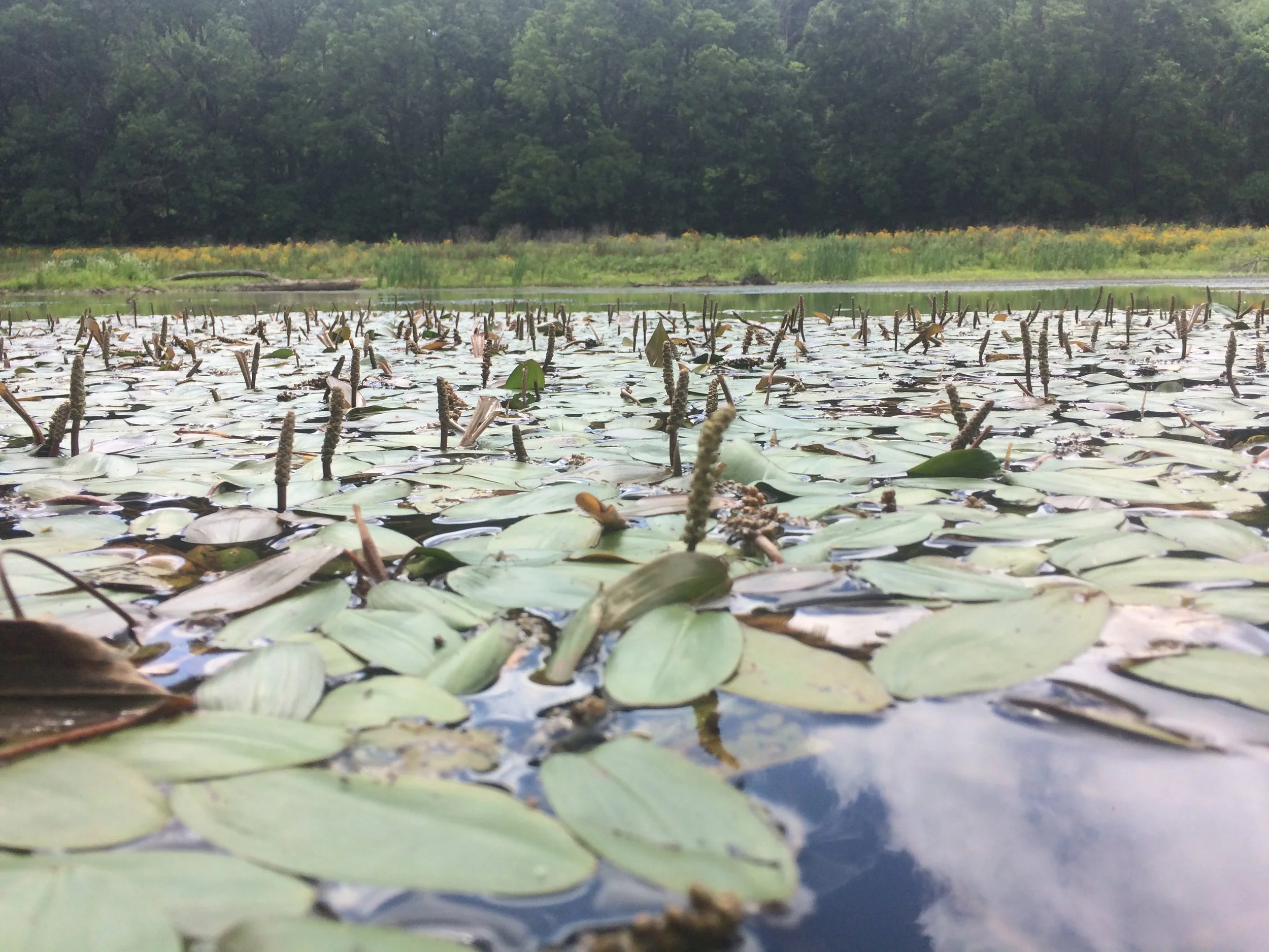 Projects — Sustainable Streams