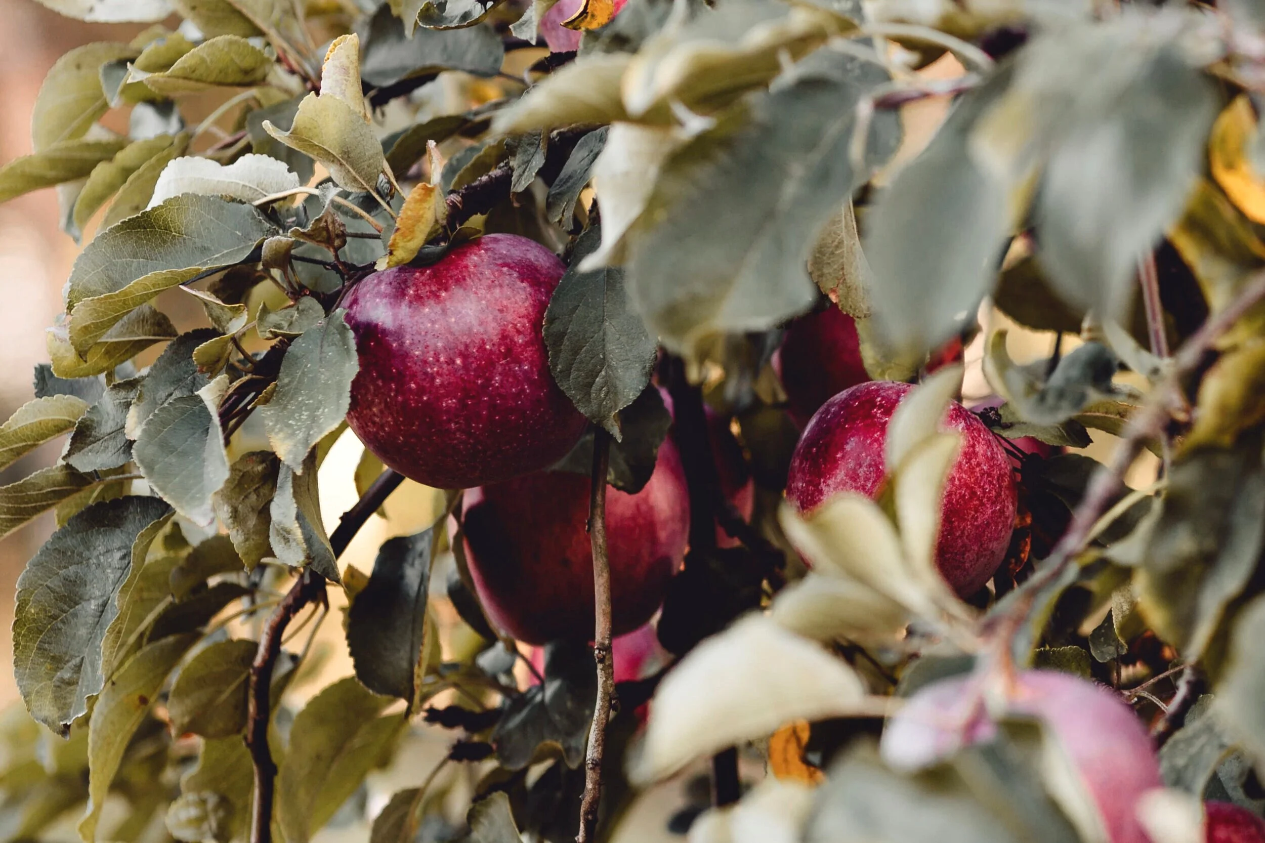 Cider Apples Trees — Montana Fruit Tree Company