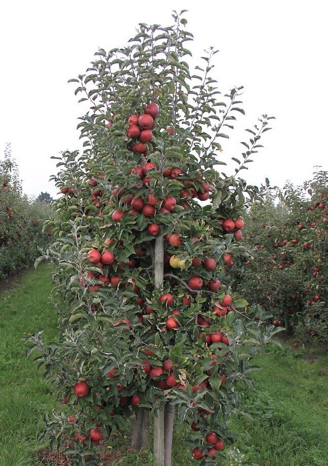 Apple Trees — Montana Fruit Tree Company