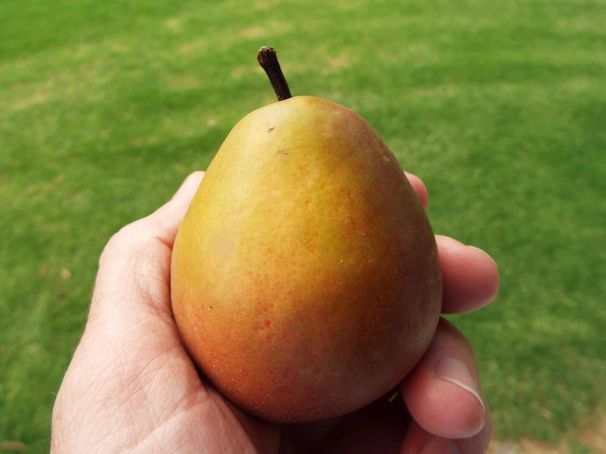 Pear Trees — Montana Fruit Tree Company