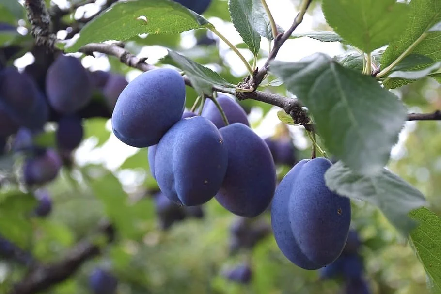 Italian Plum — Montana Fruit Tree Company
