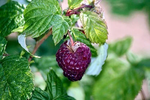 Purple Raspberry — Montana Fruit Tree Company
