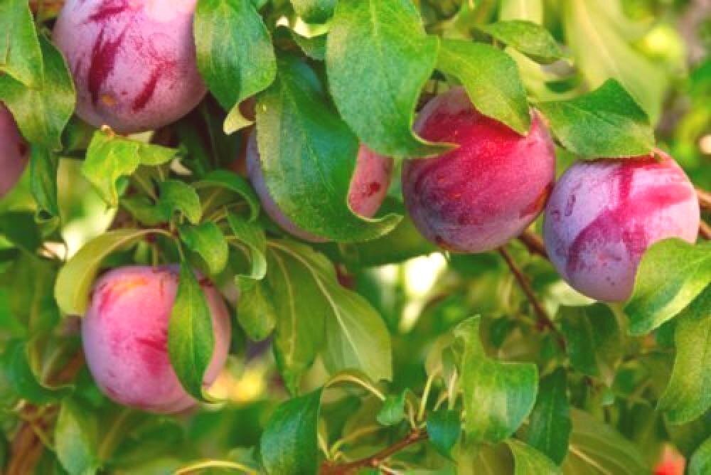 Native American Plum (Bundle of 2) — Montana Fruit Tree Company
