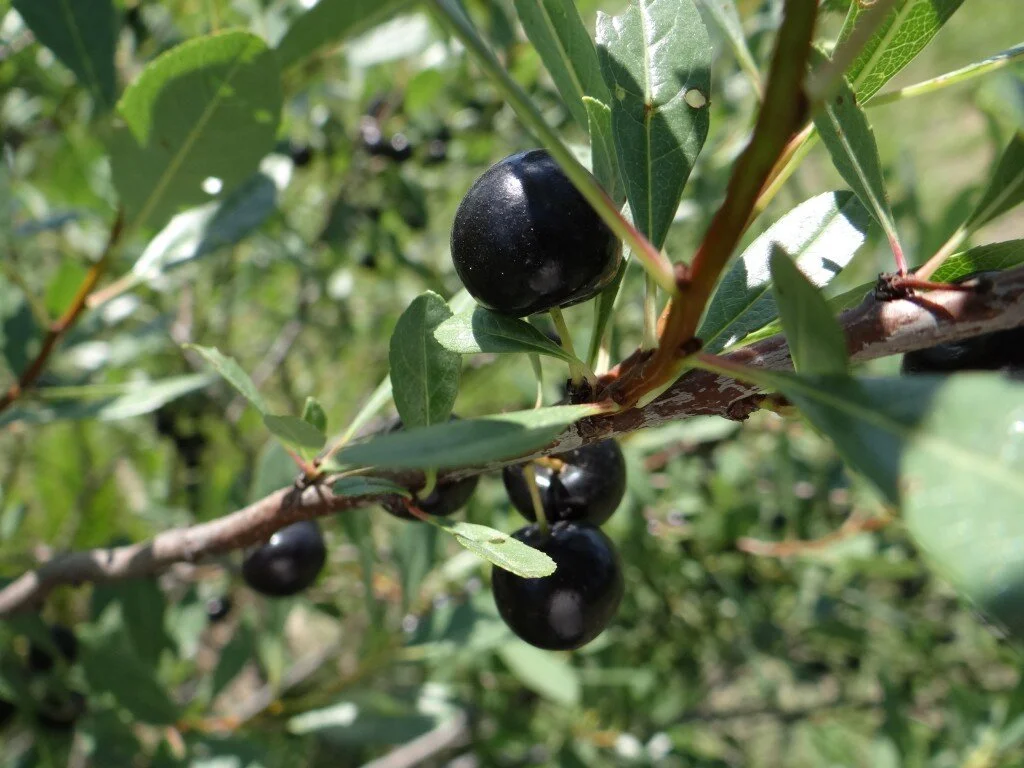 Sandcherry (Bundle of 2) — Montana Fruit Tree Company