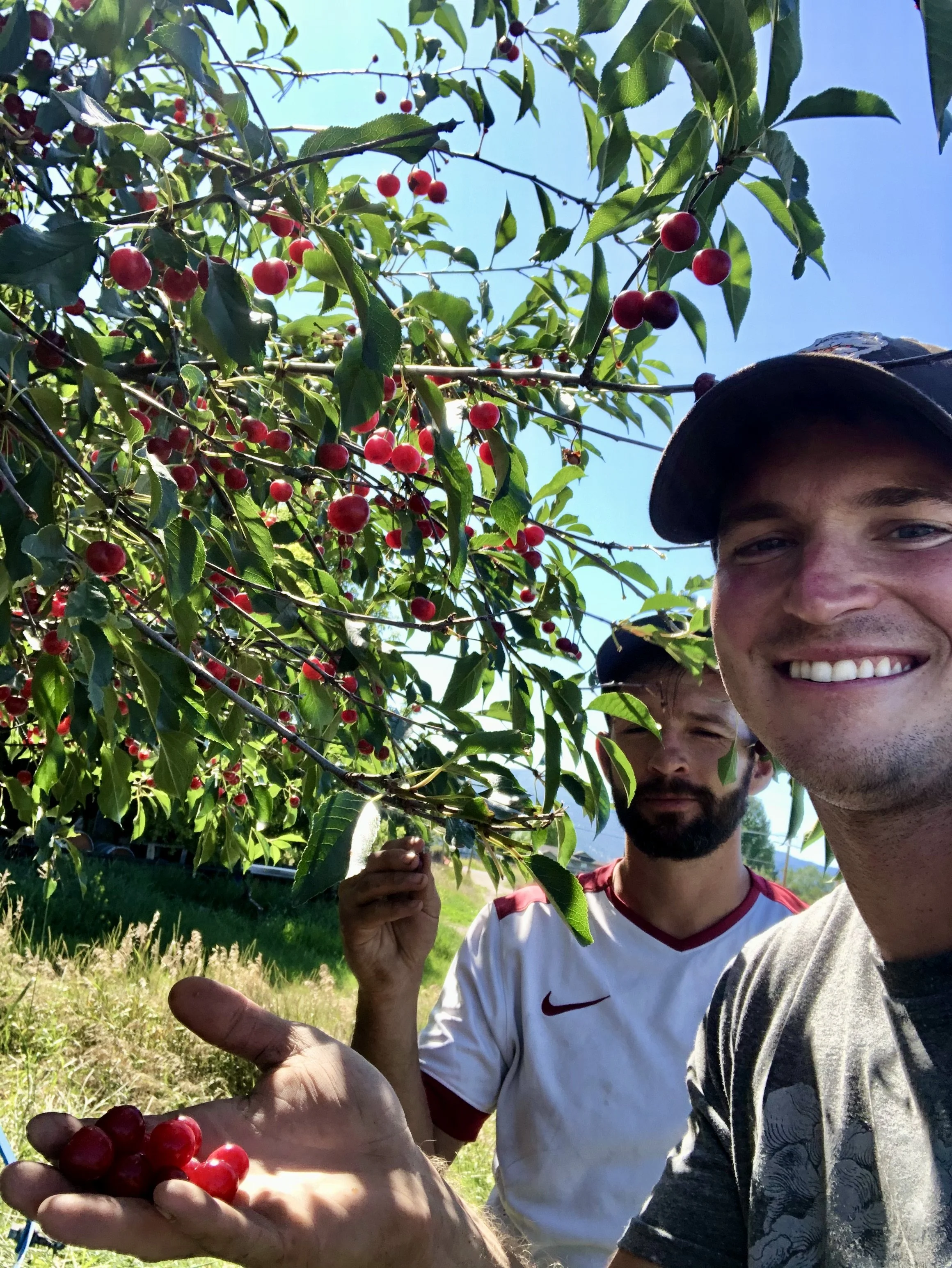 Montmorency Cherry — Montana Fruit Tree Company