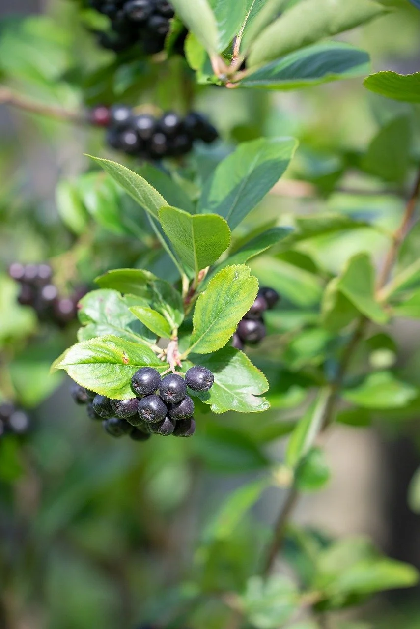 Aronia Berry (Bundle of 3) — Montana Fruit Tree Company
