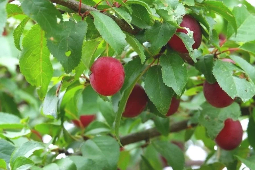 Native American Plum (Bundle of 2) — Montana Fruit Tree Company