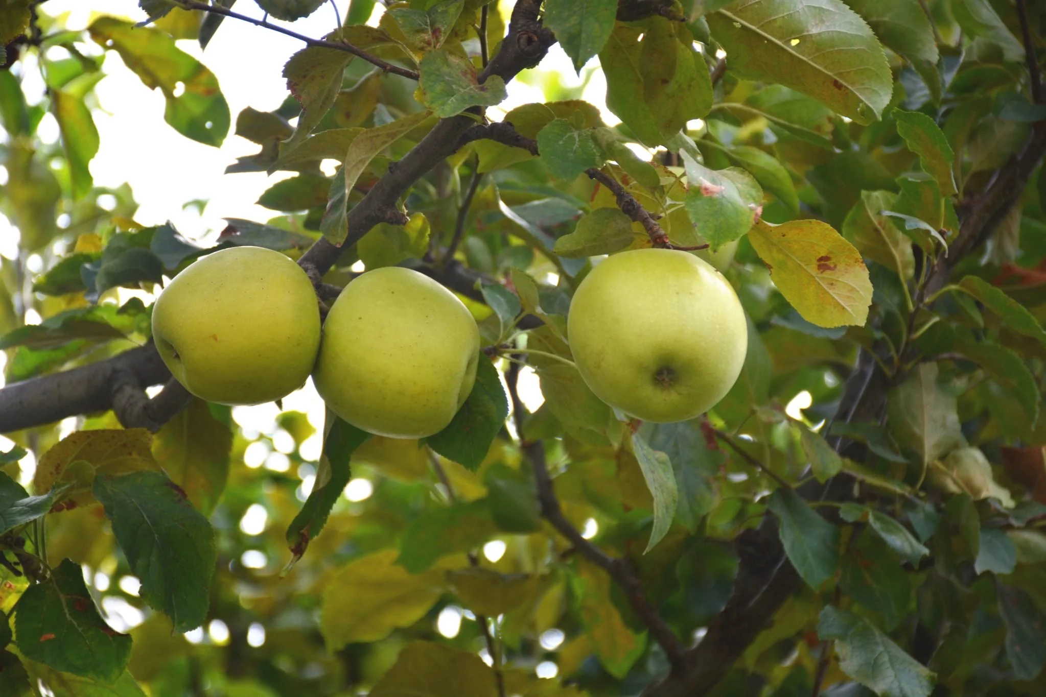 Apple Trees — Montana Fruit Tree Company