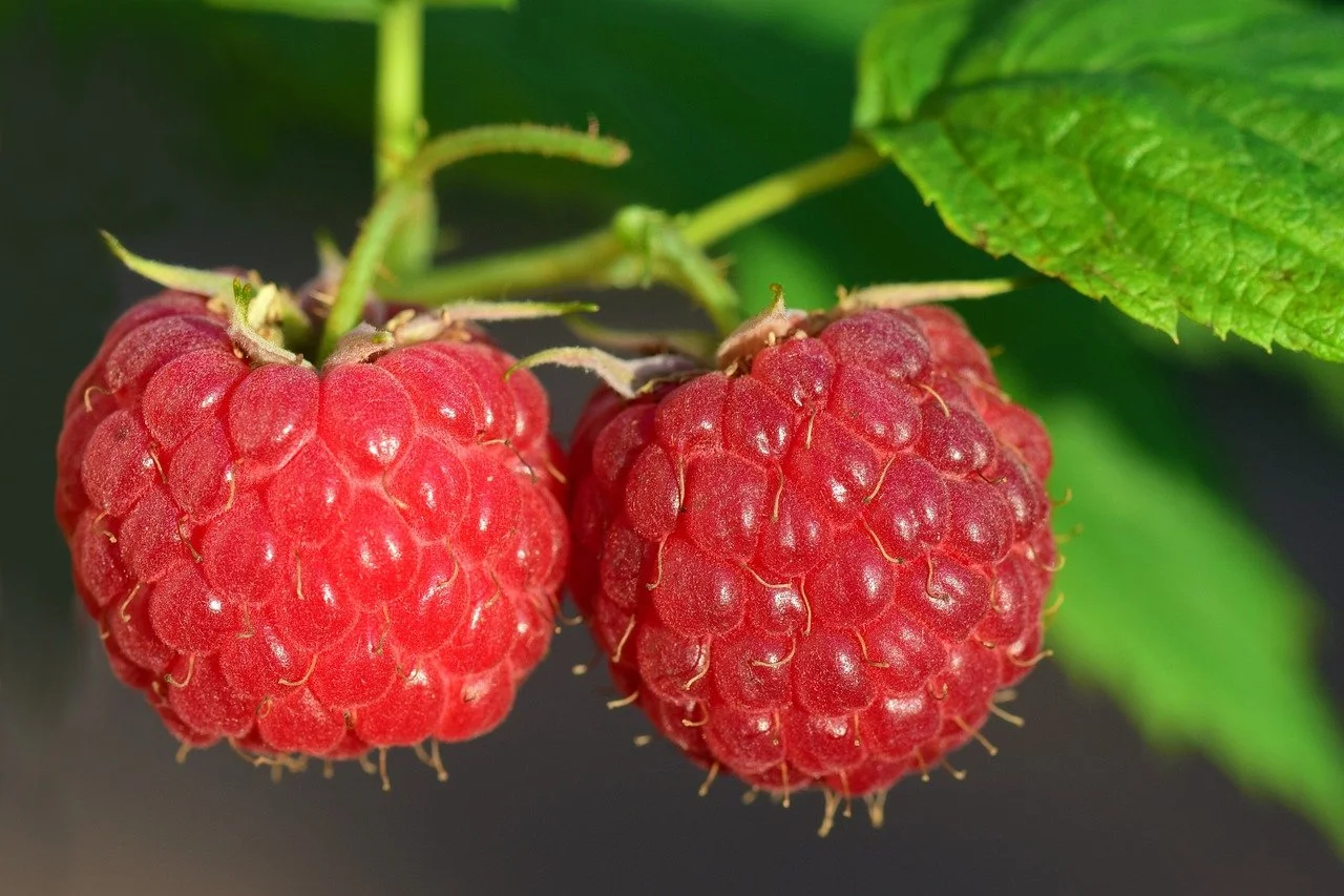 Nova Raspberry (Bundle of 5) — Montana Fruit Tree Company