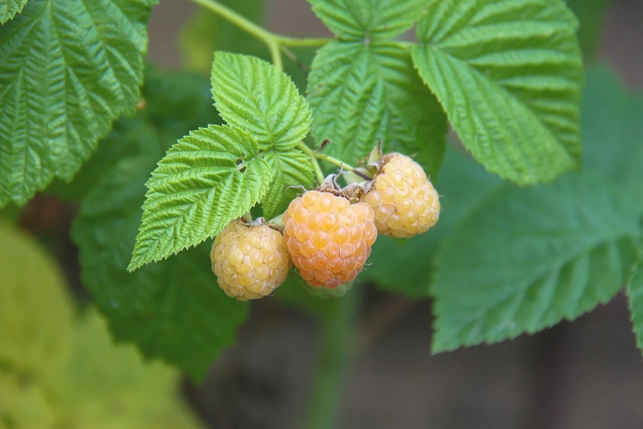 Yellow Raspberries — Montana Fruit Tree Company