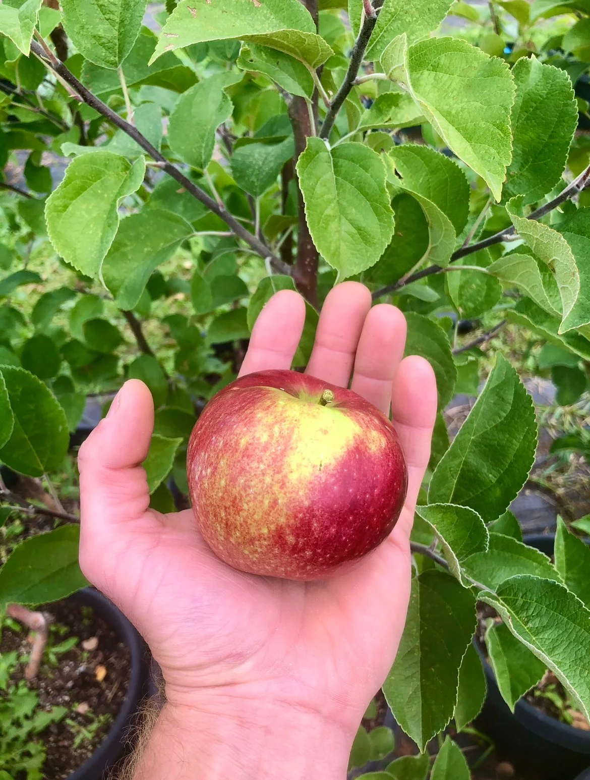 Macoun Apple — Montana Fruit Tree Company