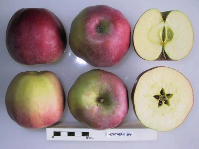 Northern Spy Apple — Montana Fruit Tree Company