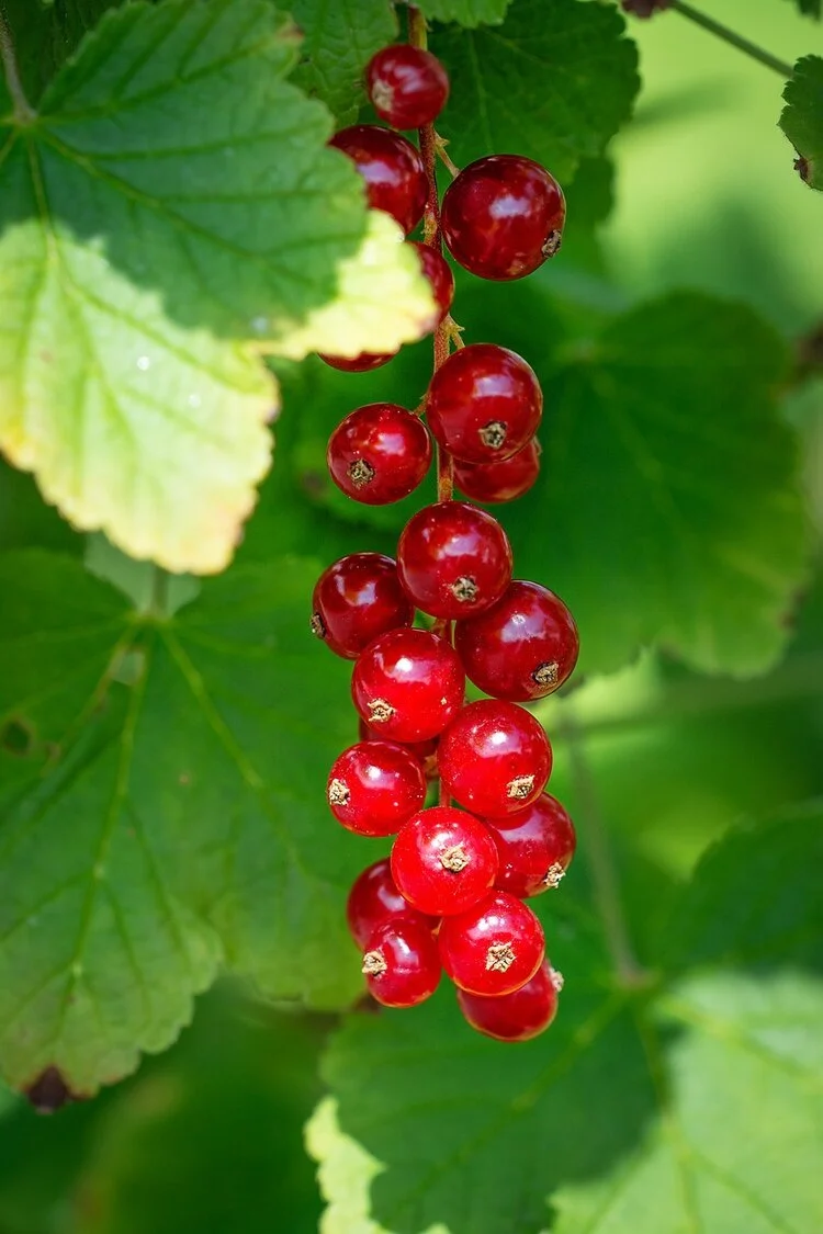 Montana Fruit Tree Company