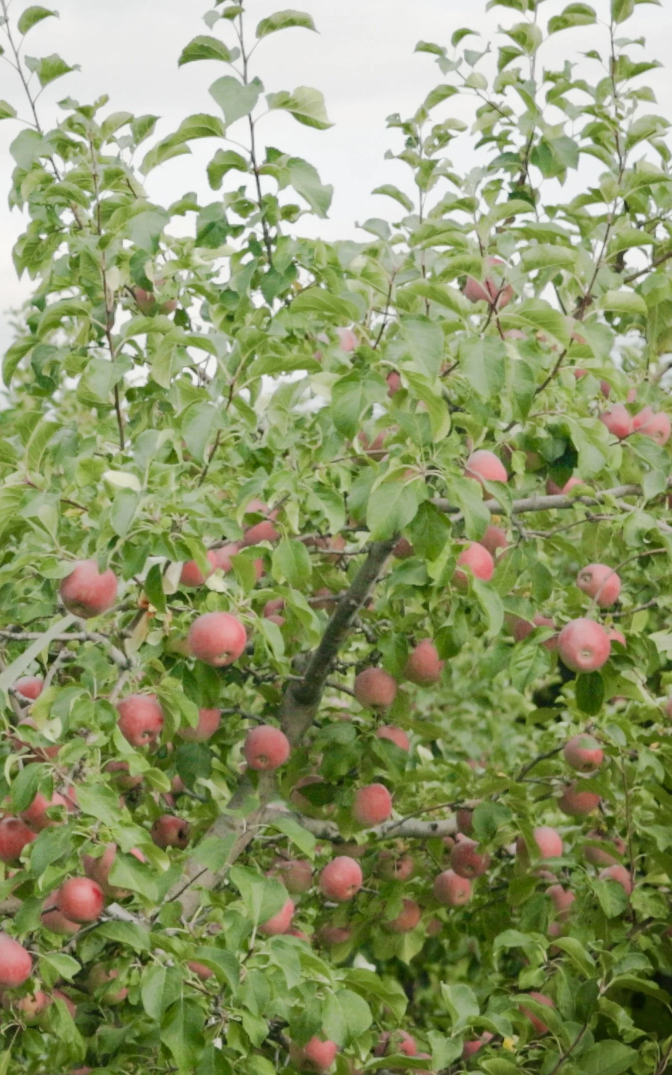 Liberty Apple — Montana Fruit Tree Company