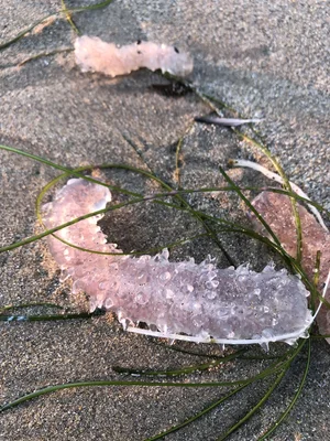 Sea Pickles: Bizarre Sea Creatures Washing Up On West Coast Shores ...
