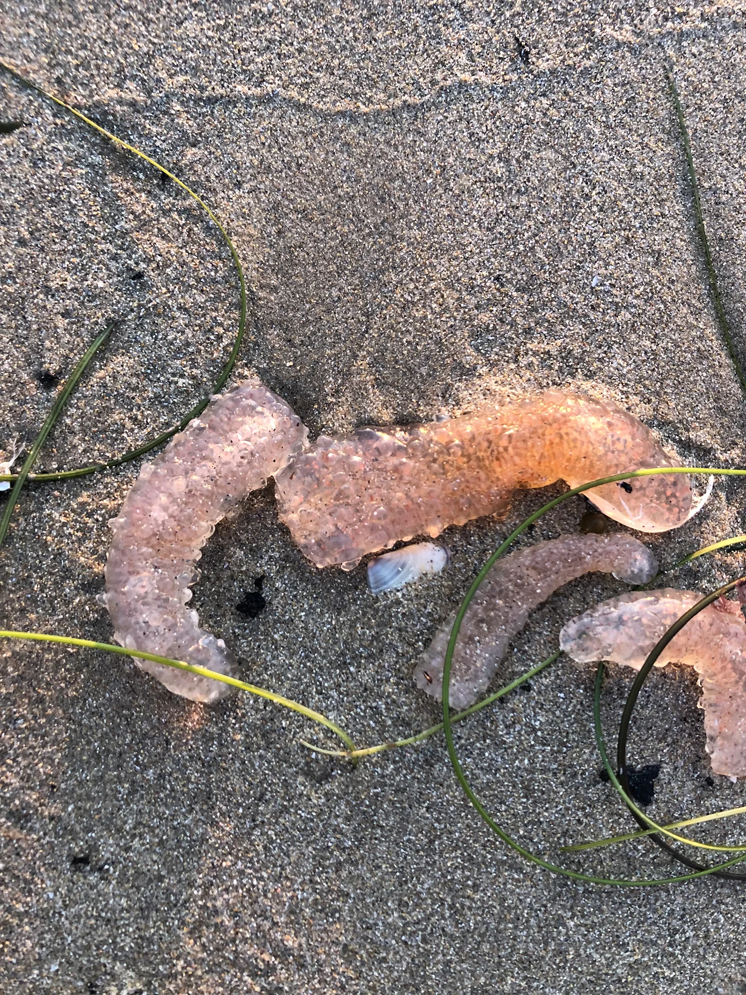 Sea Pickles: Bizarre Sea Creatures Washing Up On West Coast Shores ...