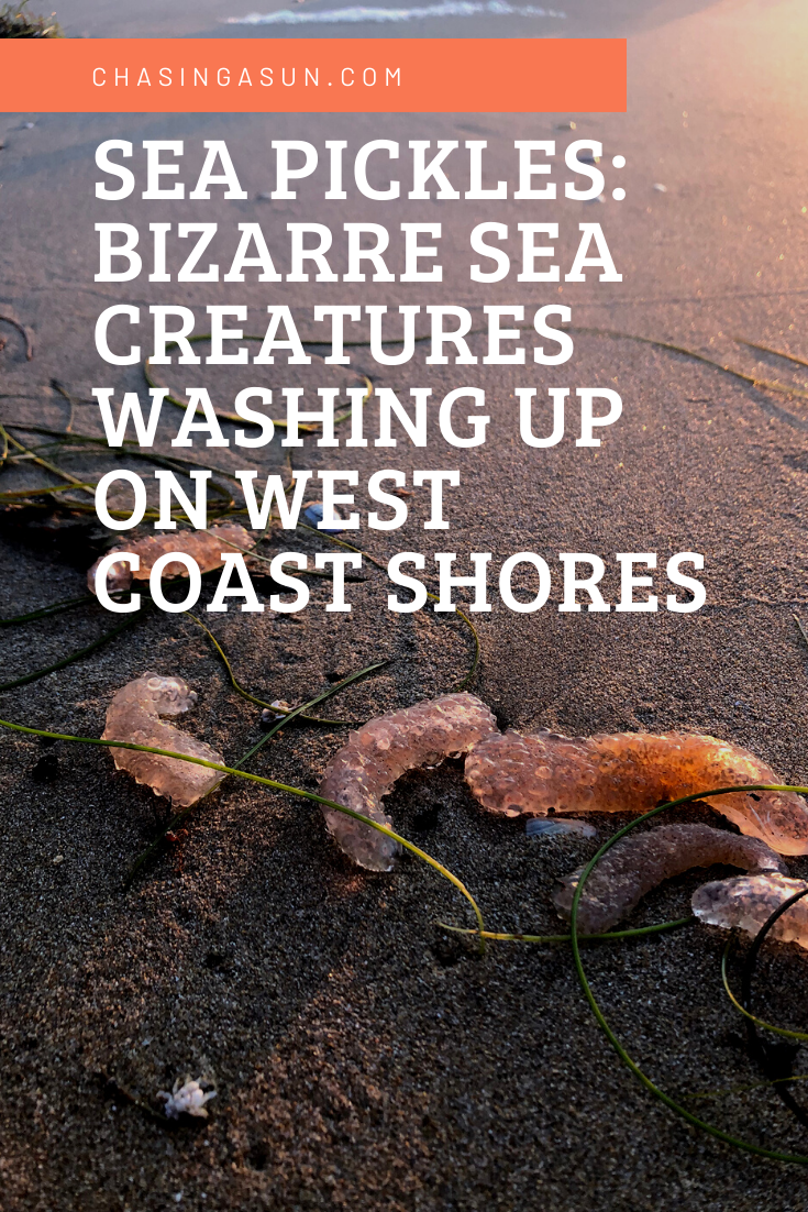 Sea Pickles: Bizarre Sea Creatures Washing Up On West Coast Shores ...