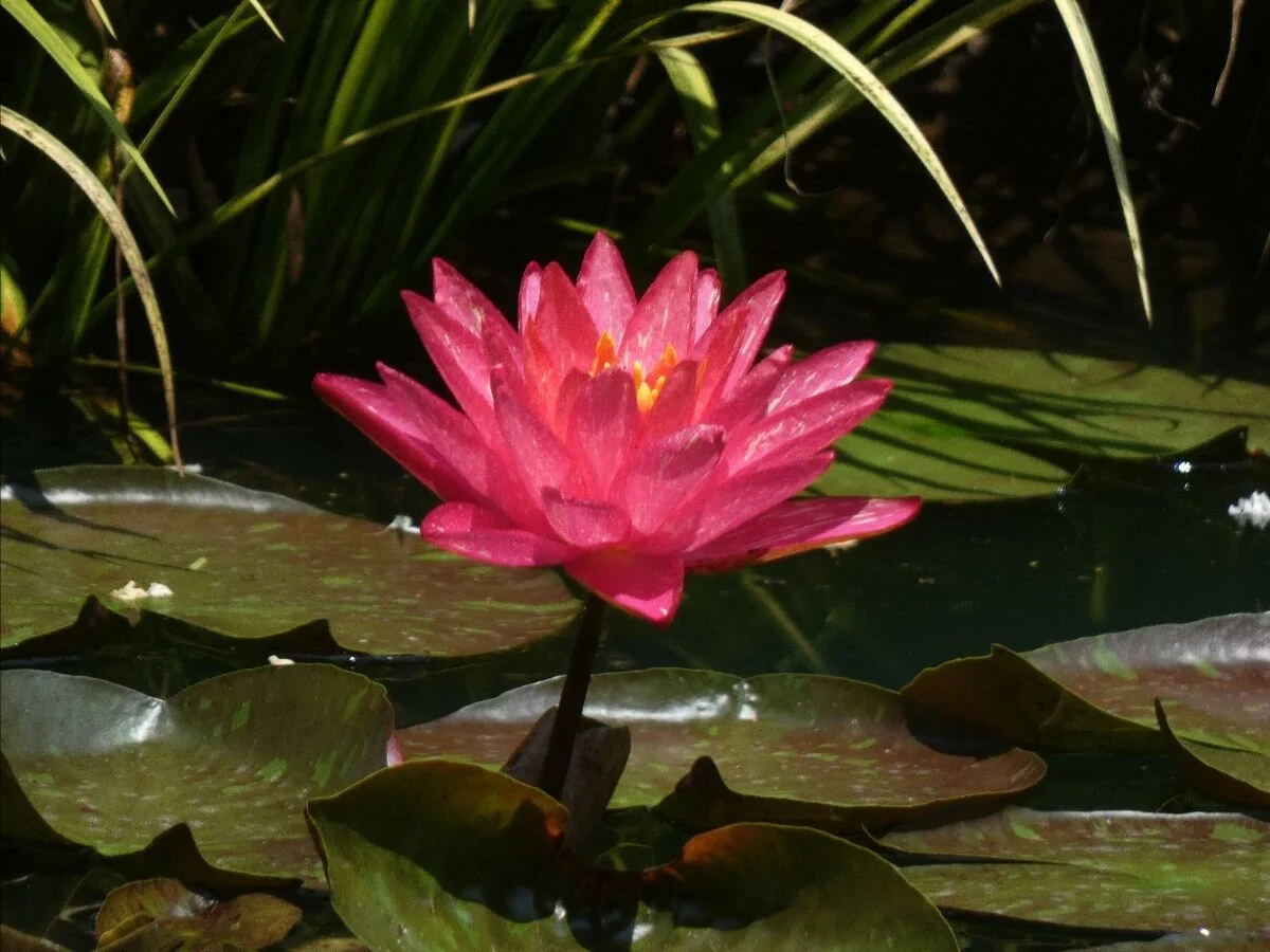 Wildflower Bunch Garden Club