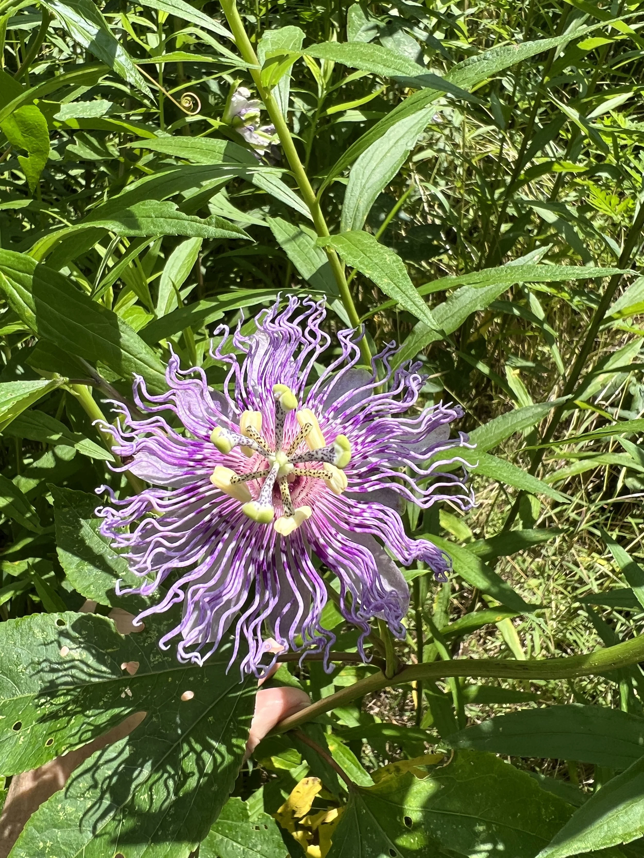 Wildflower Bunch Garden Club
