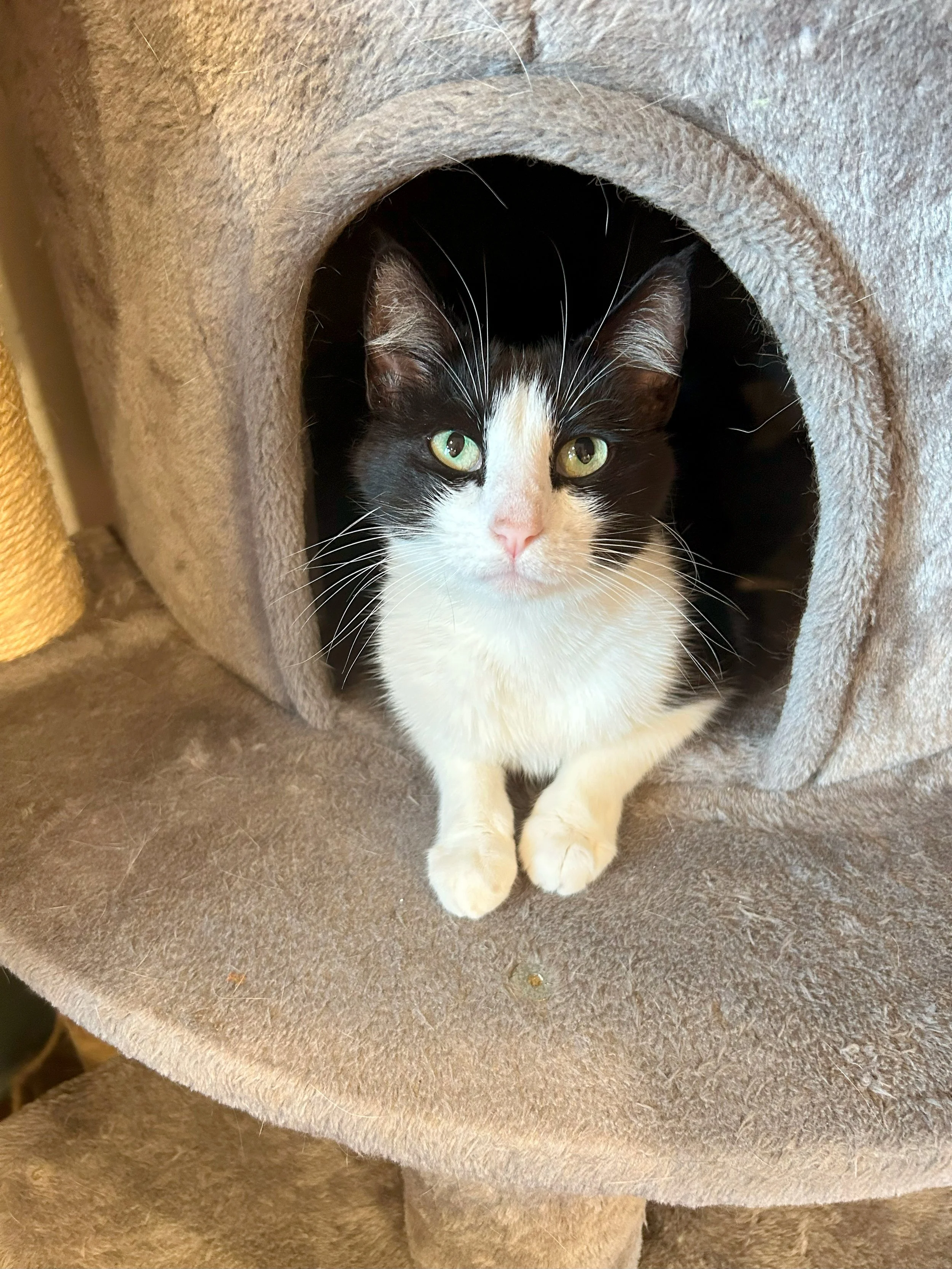 Adopt — Mount Purrnon Cat Café and Wine Bar