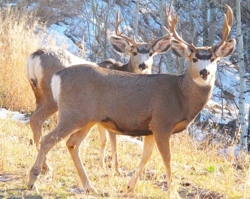 Hunting-Deer — TAT Fish & Wildlife Division