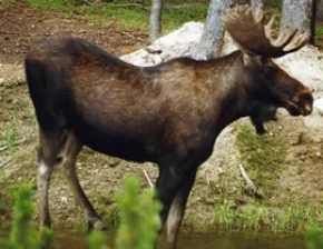 Hunting-Moose — TAT Fish & Wildlife Division