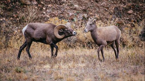 Bighorn Sheep — TAT Fish & Wildlife Division