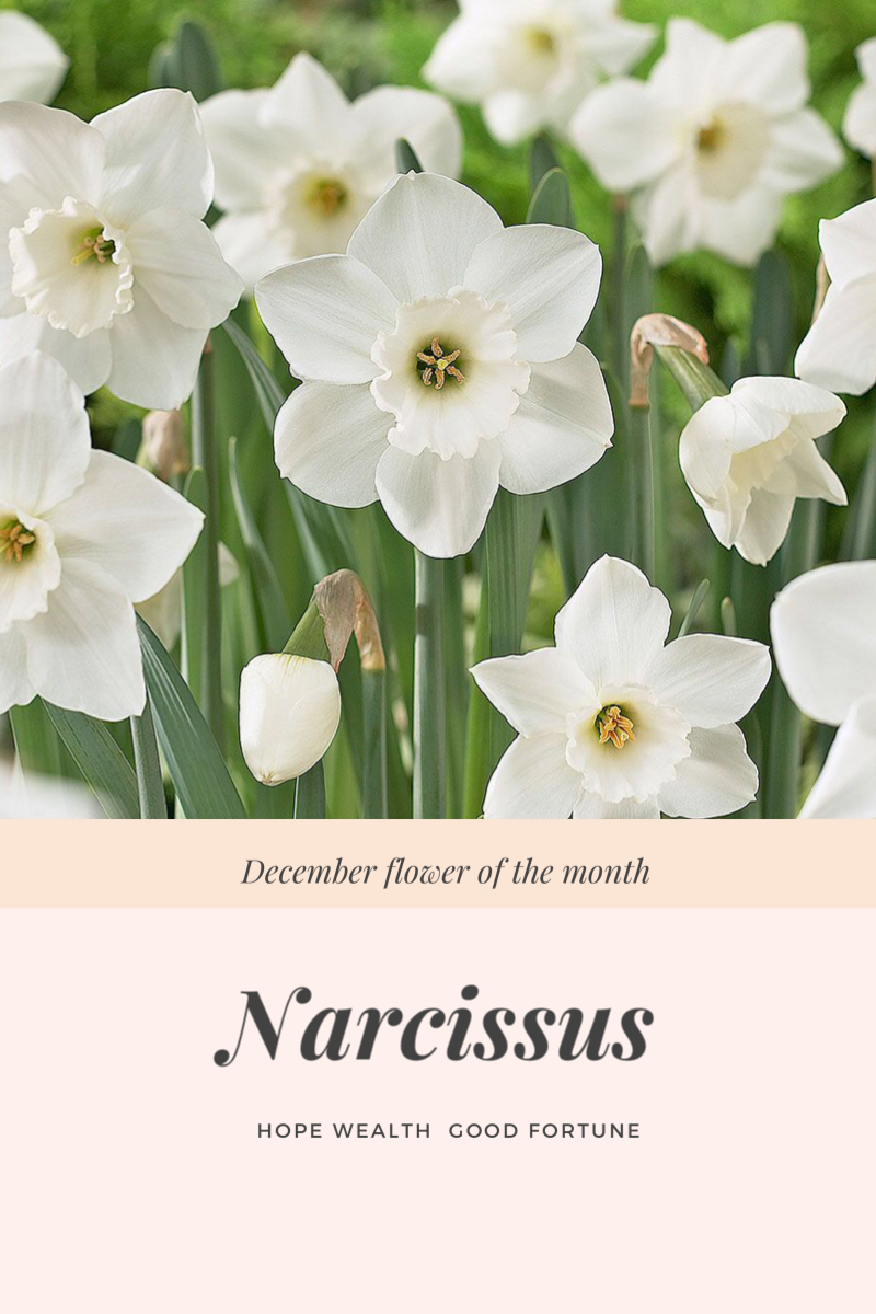 December Birth Flower Narcissus