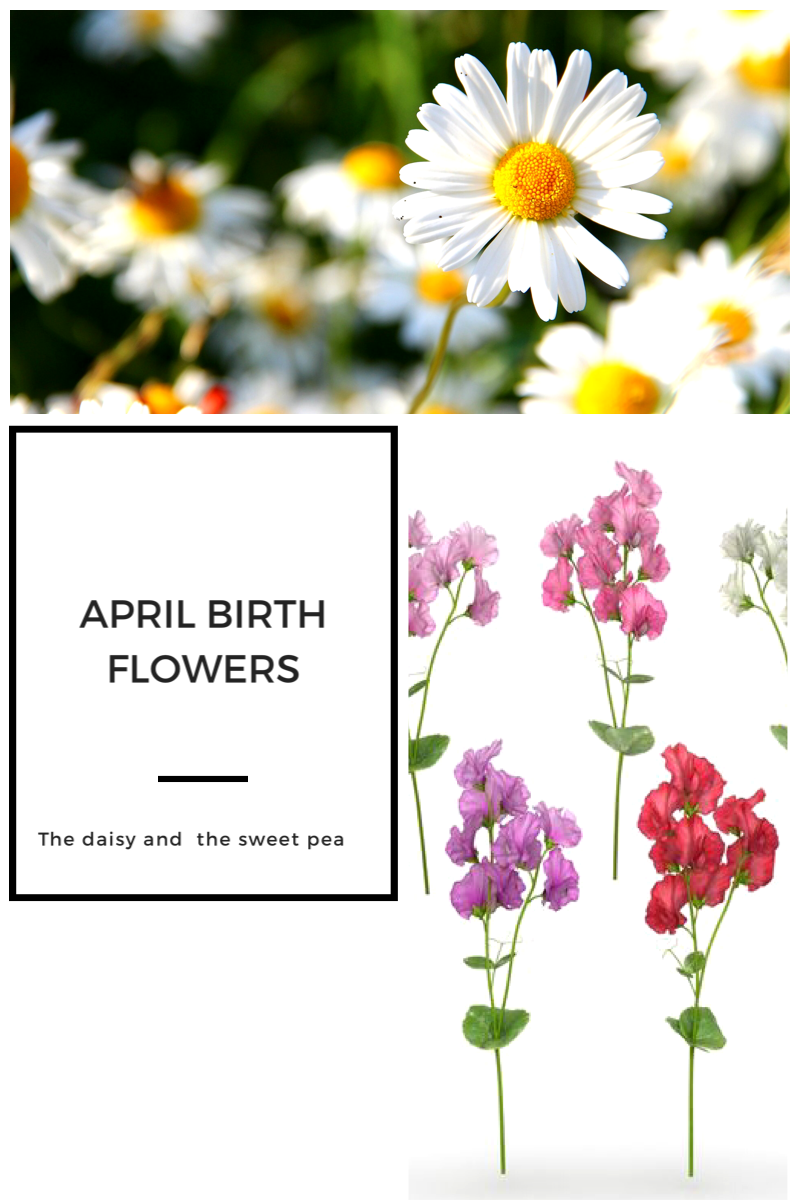 April Birth Flower Sweet Pea