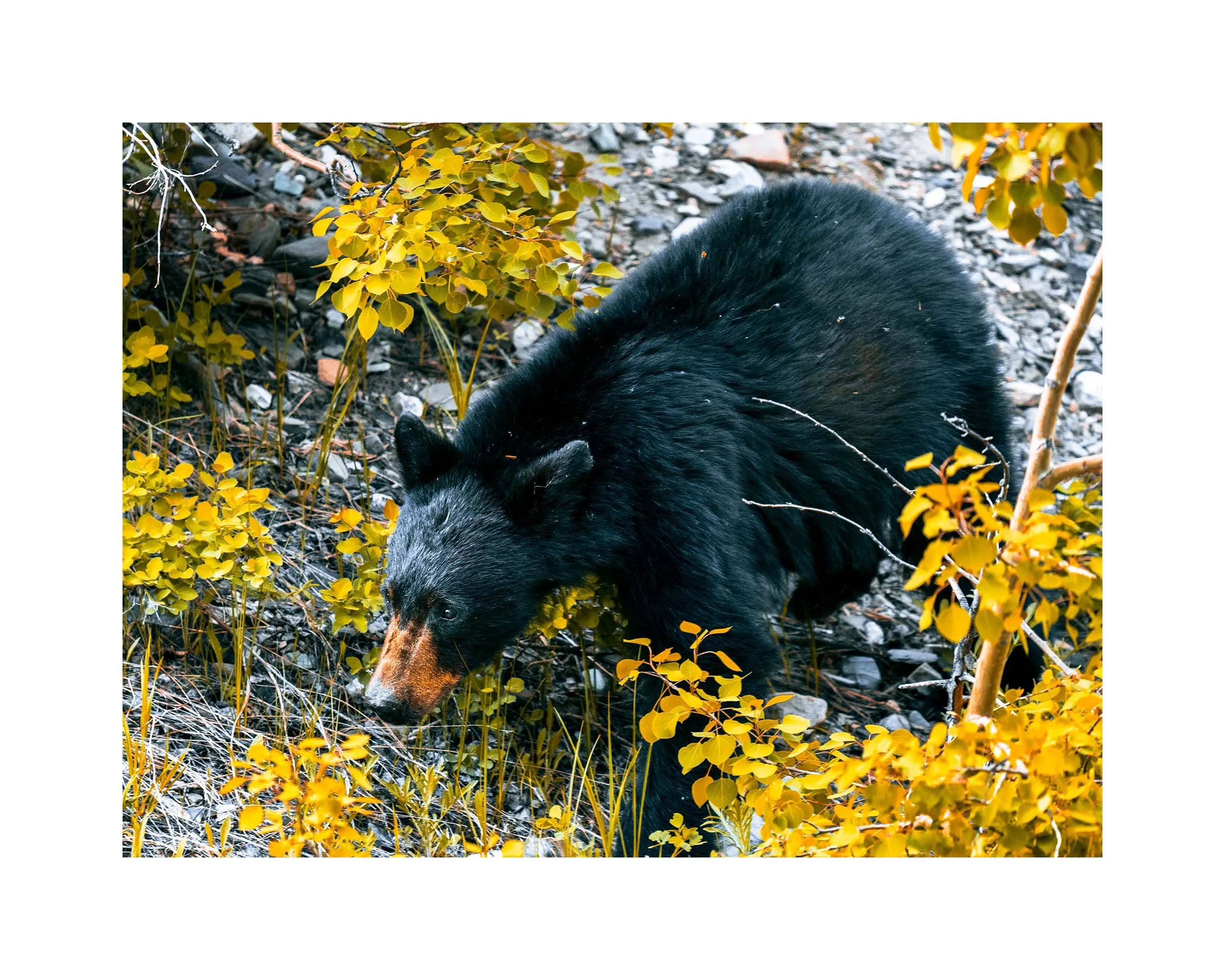 Creeping Bear — Jonathan Mizaur